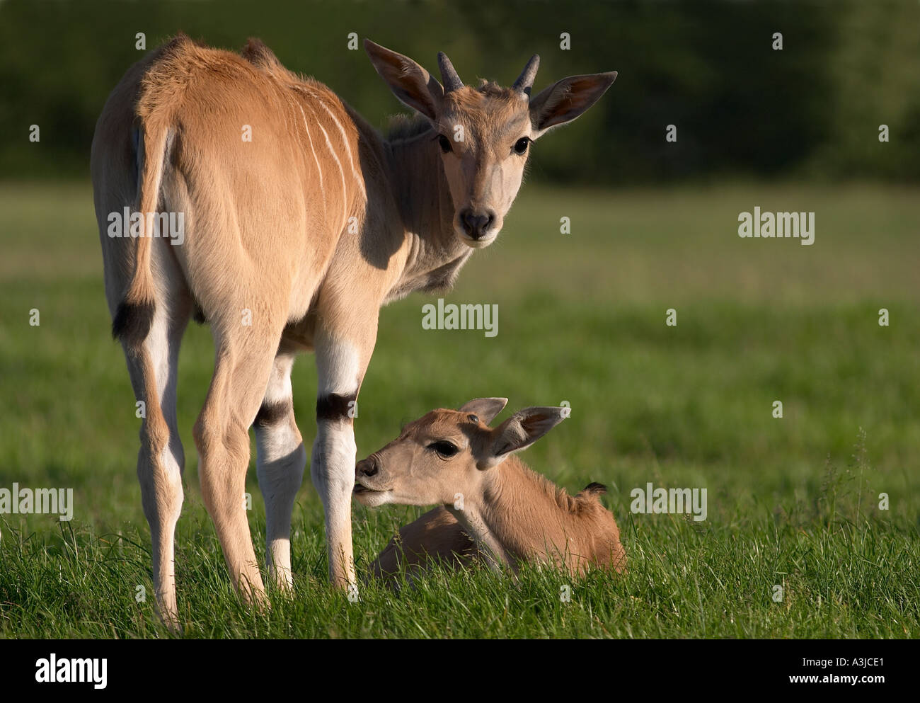 Eland calves hi-res stock photography and images - Alamy