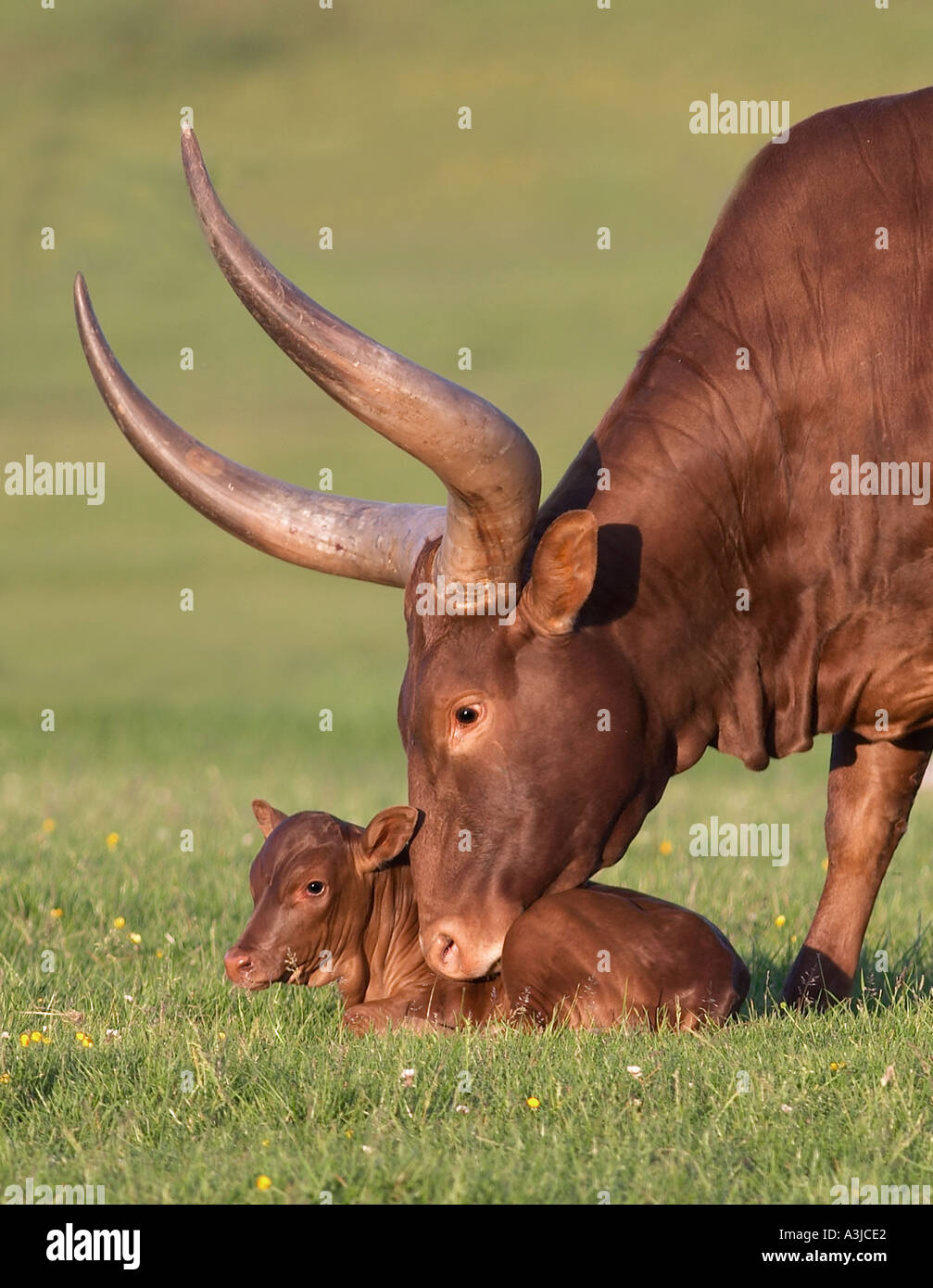 Ankole cow and calf Stock Photo - Alamy