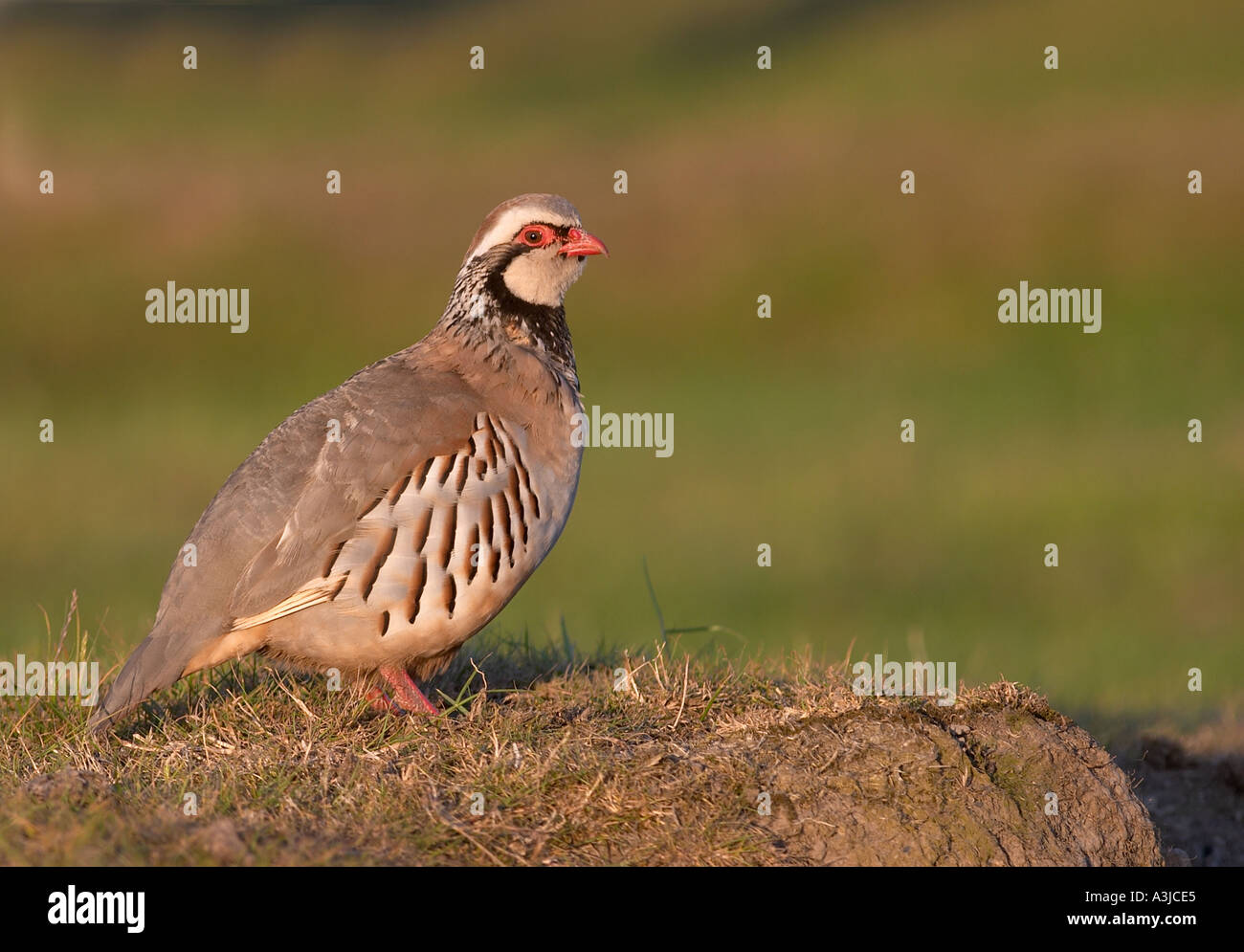 Red Legged Partridge Stock Photo - Alamy