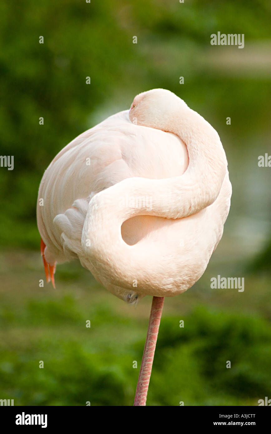Flamingo anatomy hi-res stock photography and images - Alamy