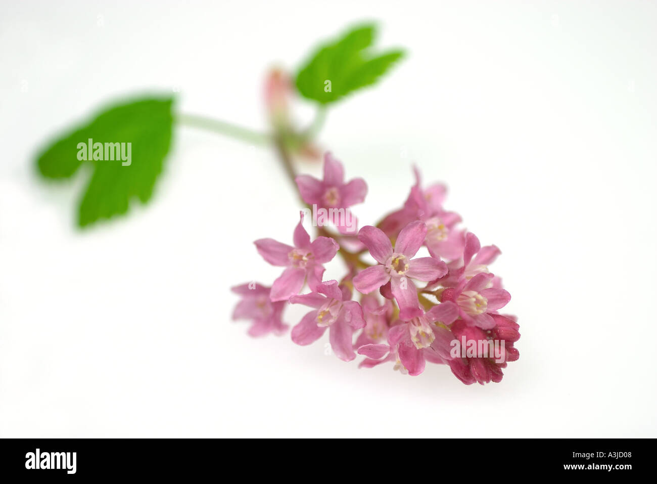 Ribes sanguineum Red Flowering currant Flower Stock Photo - Alamy