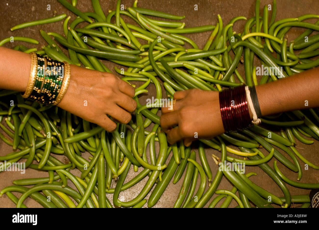 Women sorting and sweating vanilla beans Stock Photo - Alamy
