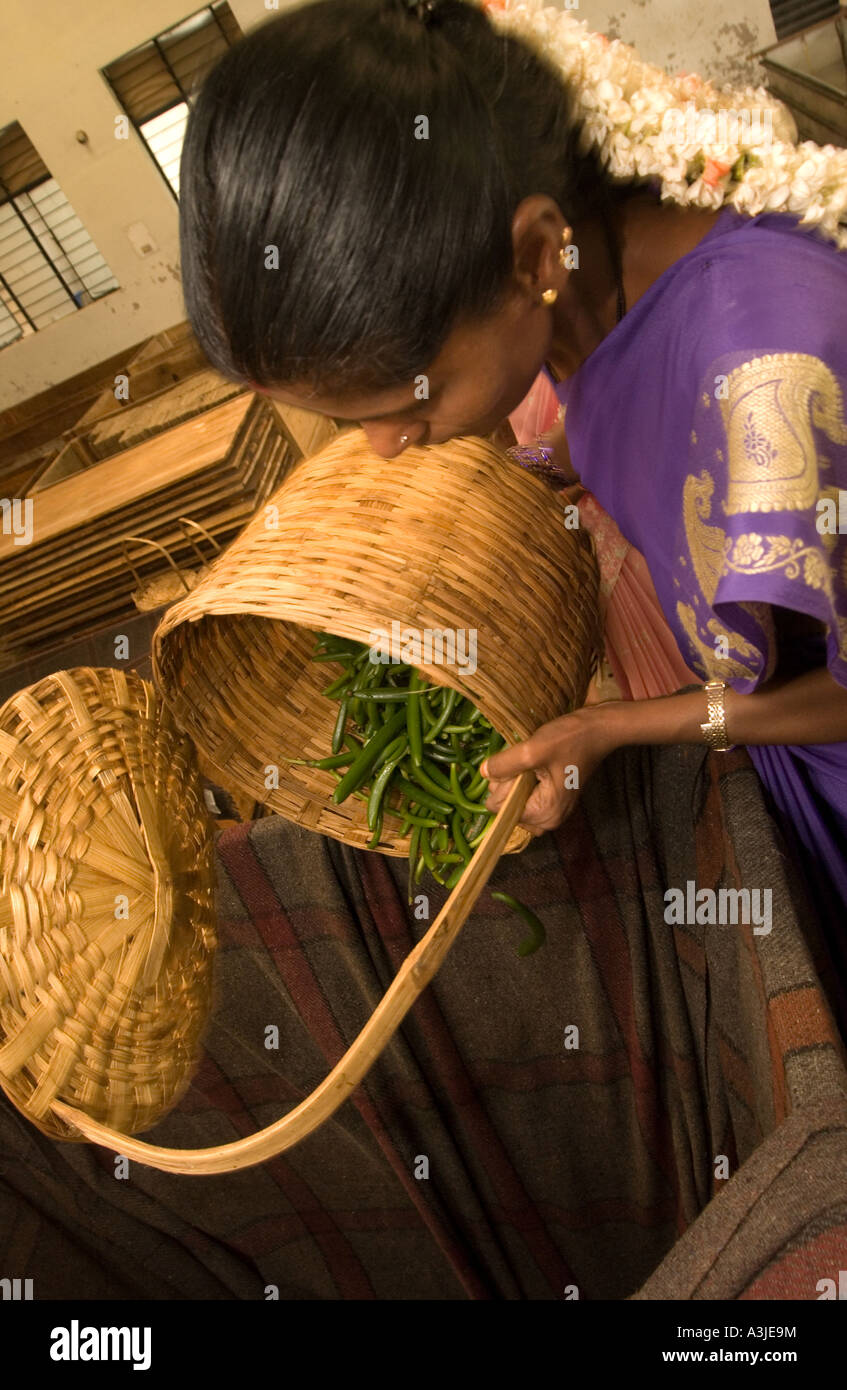 Women sweating vanilla beans Stock Photo - Alamy