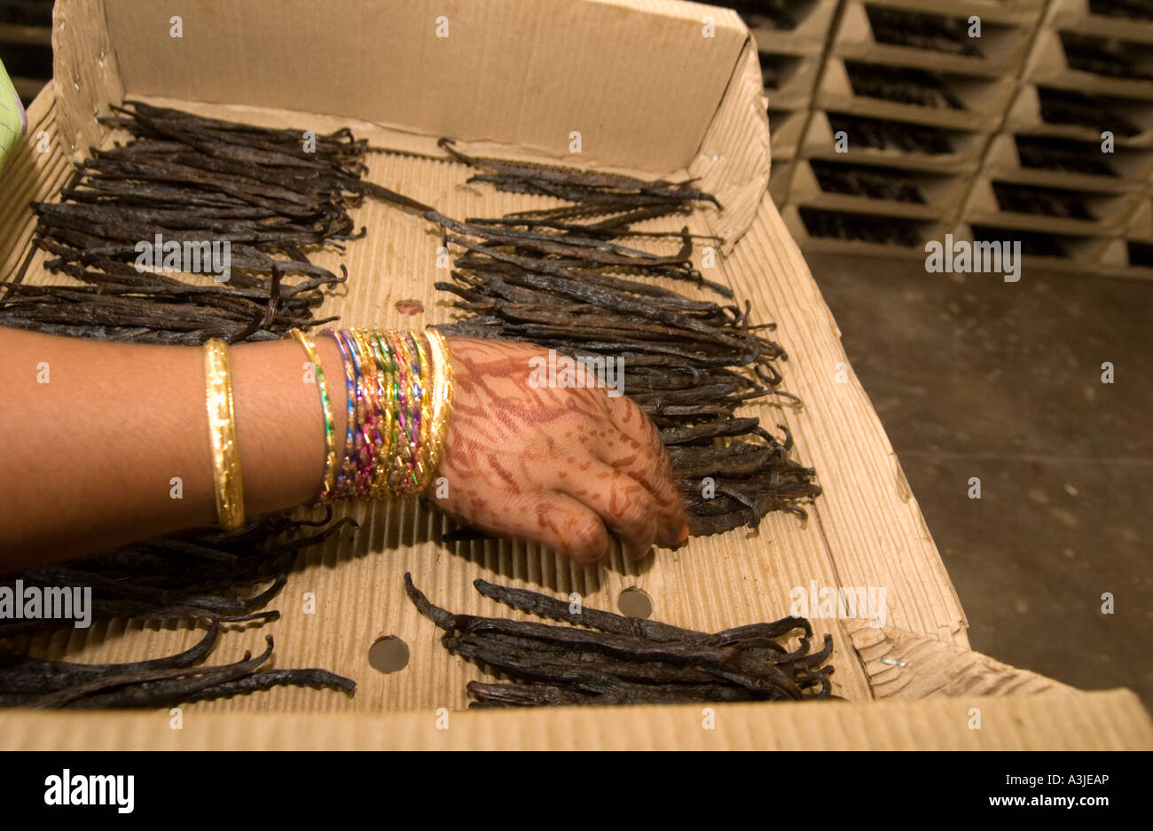 Women sorting through cured vanilla beans before the beans are ...
