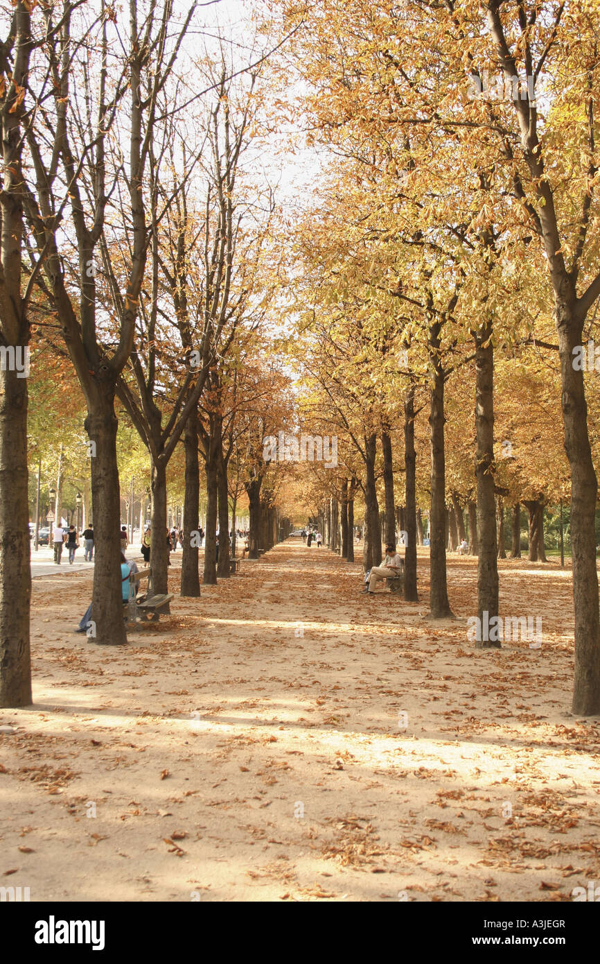 Row of tree's along the Champs-Elysees in Paris Stock Photo - Alamy