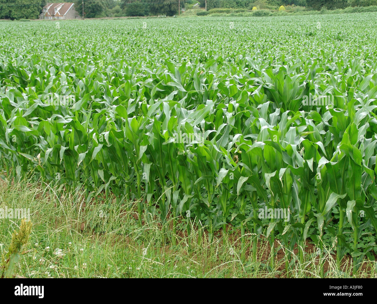 Maize field England UK 2004 Stock Photo - Alamy