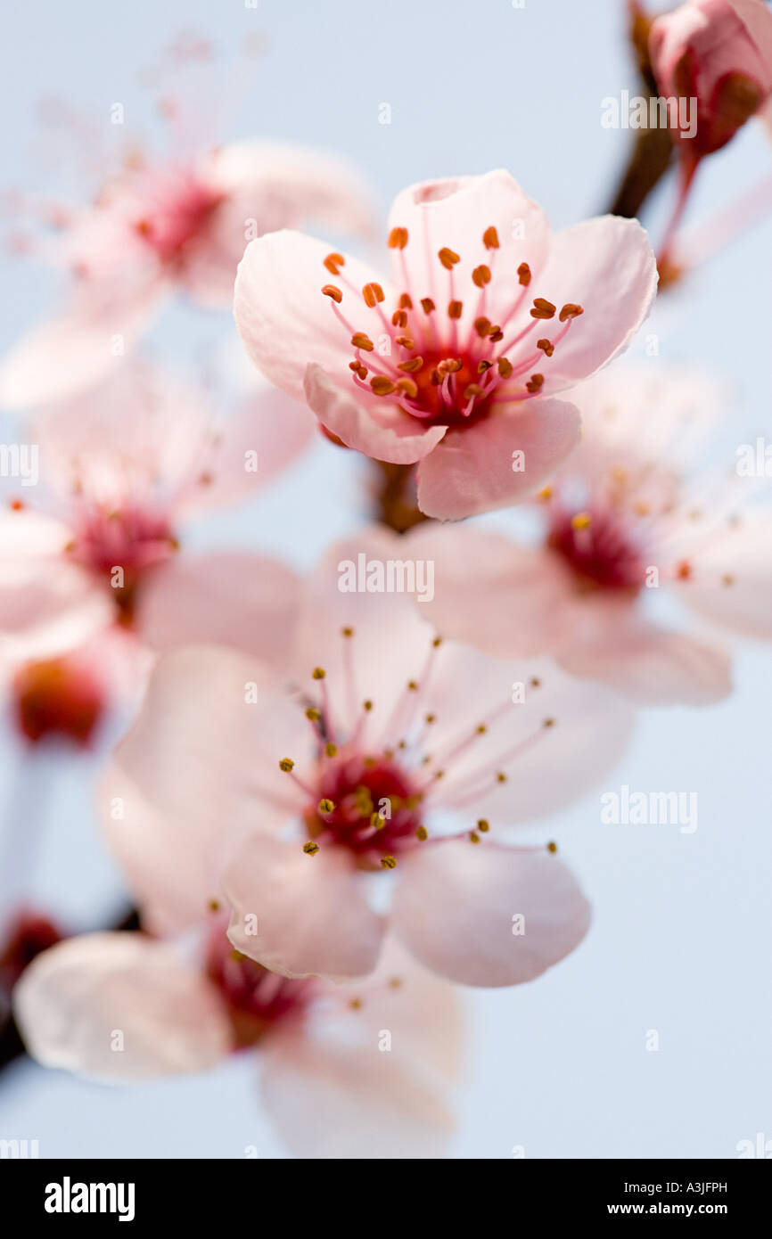 Hawthorn hi-res stock photography and images - Alamy