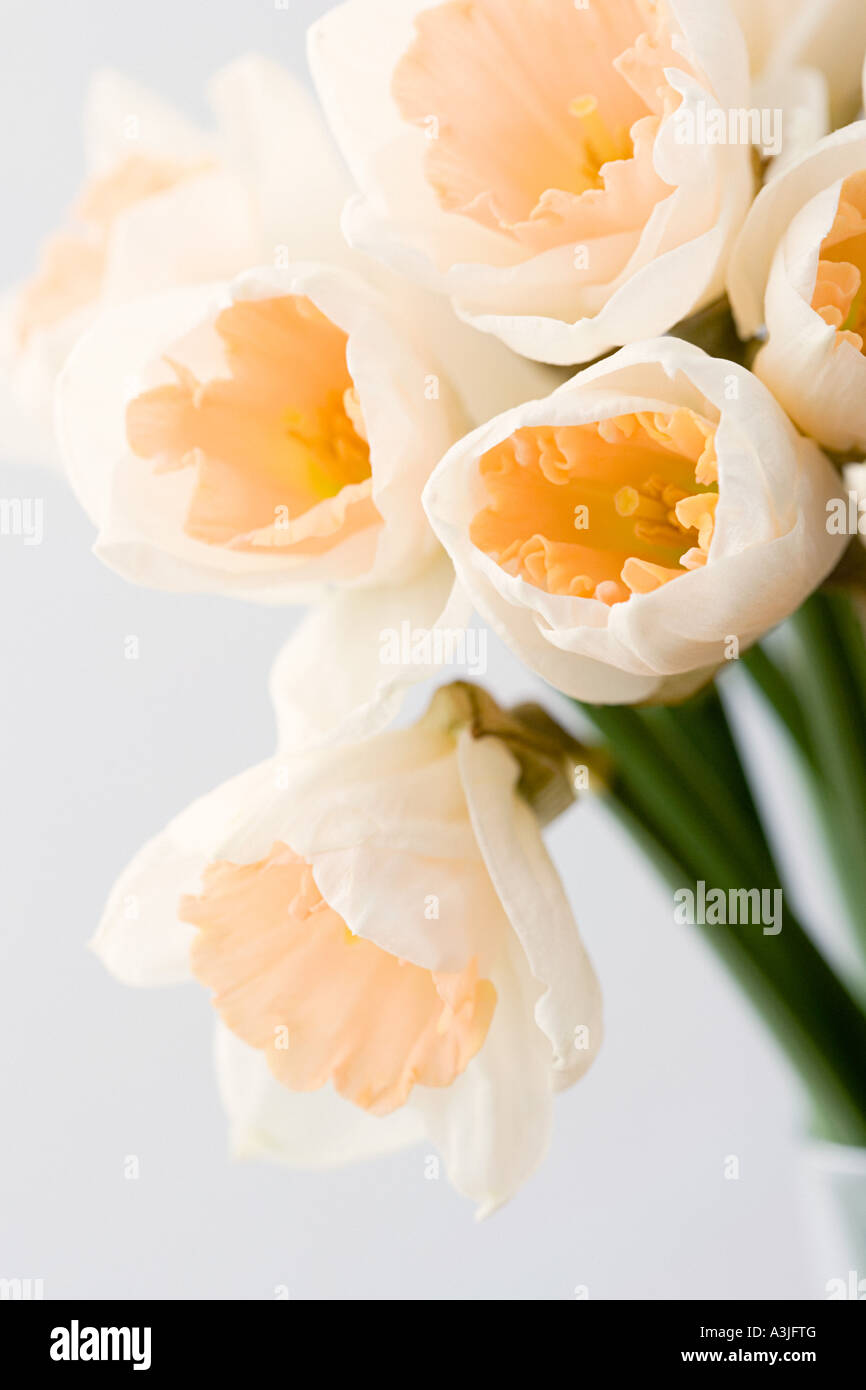 Peach daffodil hi-res stock photography and images - Alamy
