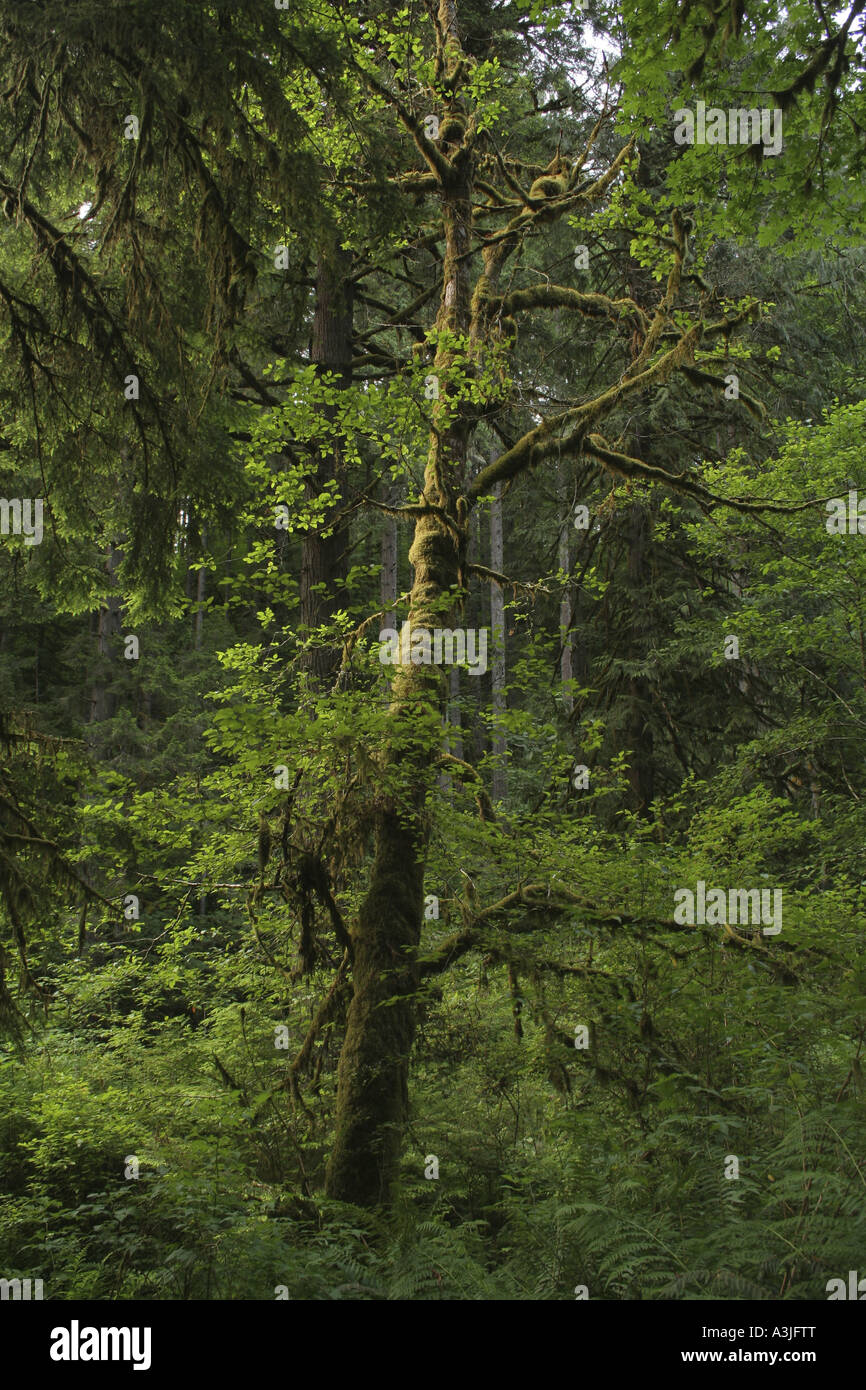 Moss on a tree at Silver Falls State Park in Oregon Stock Photo - Alamy