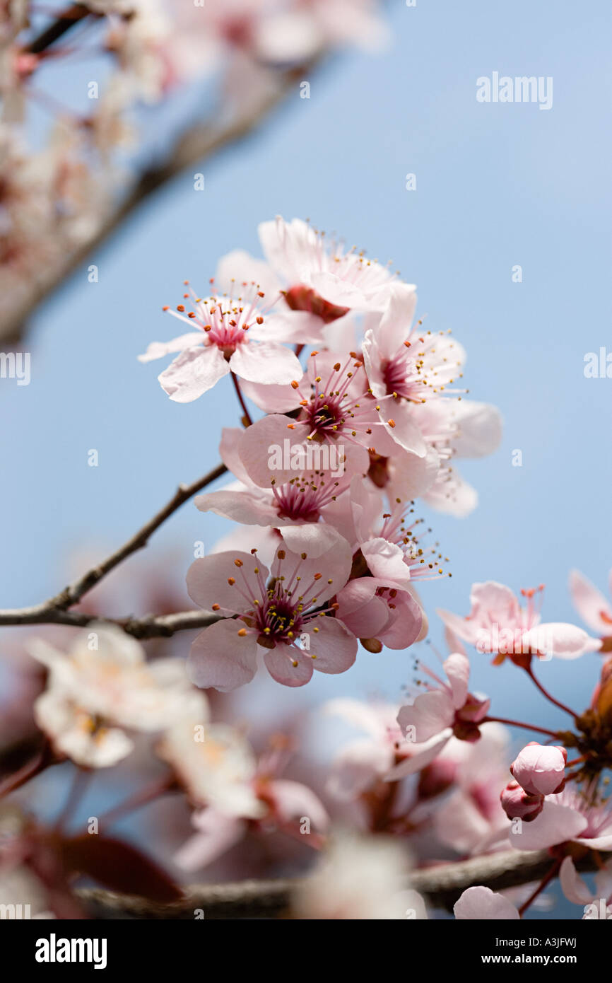 Blossom type hi-res stock photography and images - Alamy