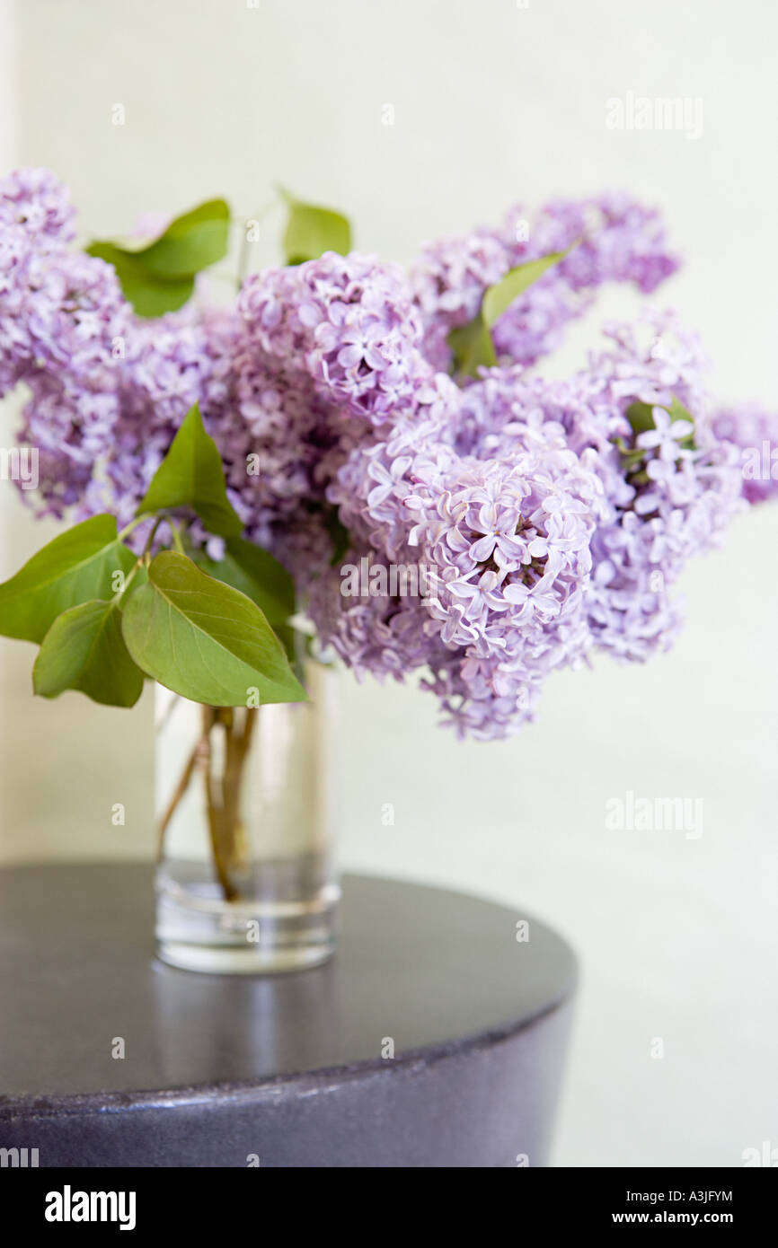 Lilac High Resolution Stock Photography and Images - Alamy