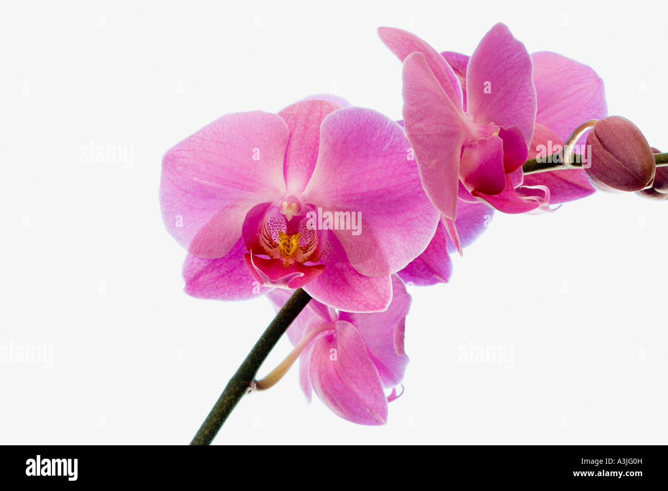 Orchids Cut Out Stock Images & Pictures - Alamy