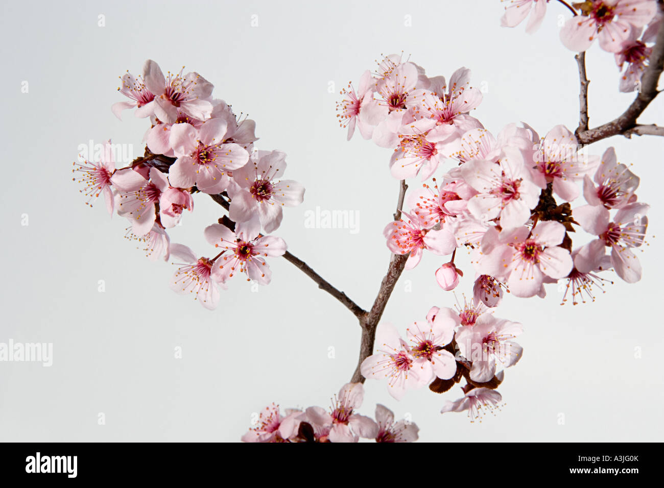 Blossom type hi-res stock photography and images - Alamy