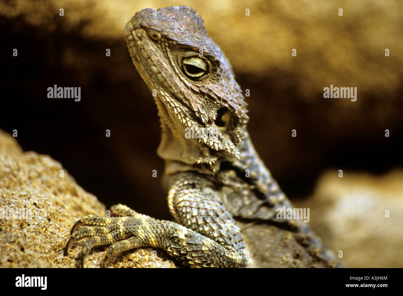 Agama Lizard, Cyprus Stock Photo - Alamy