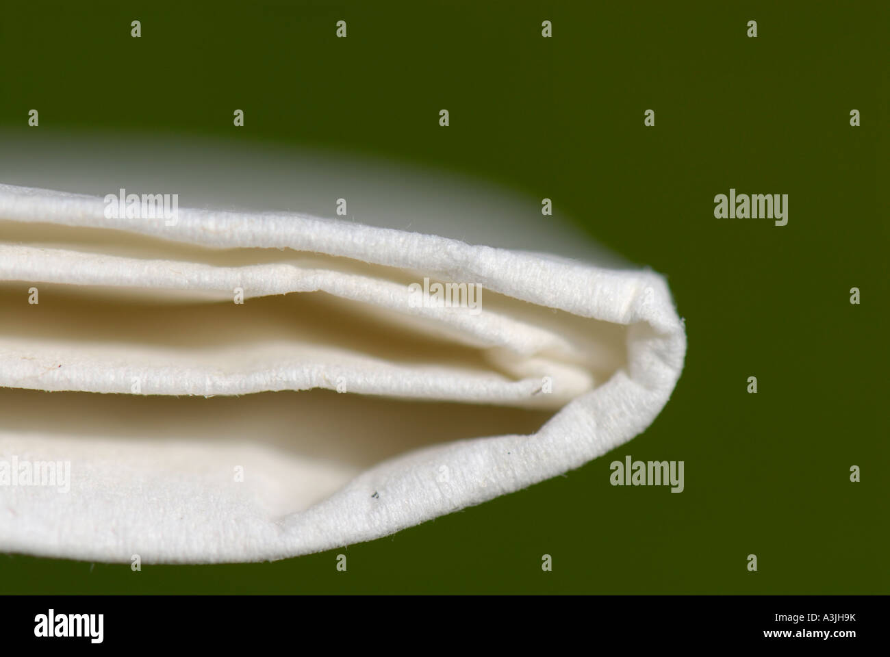 tissue folded, close up Stock Photo - Alamy