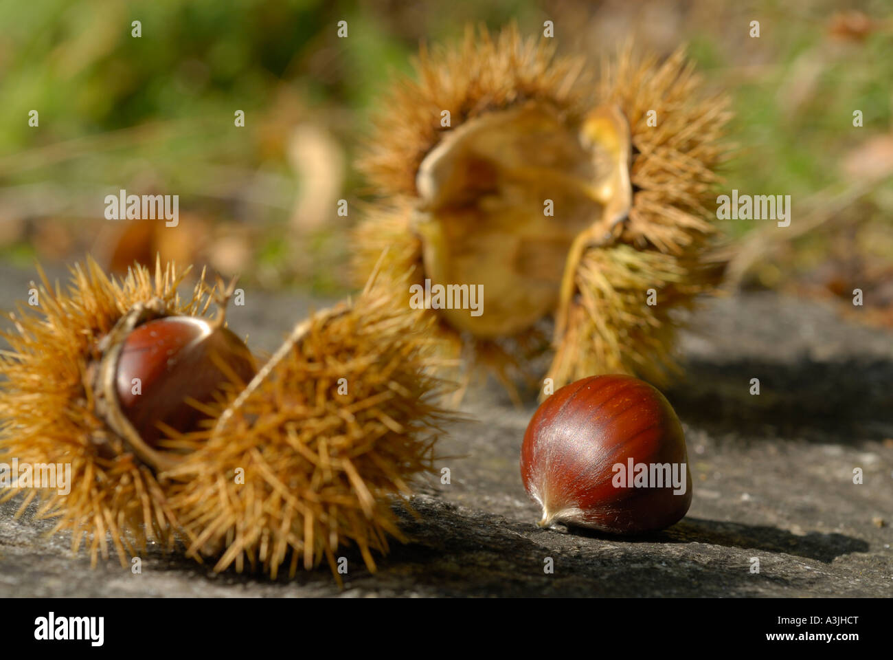 chestnut (Castanea sativa MILL) in Bregaglia, switzerland Stock Photo ...