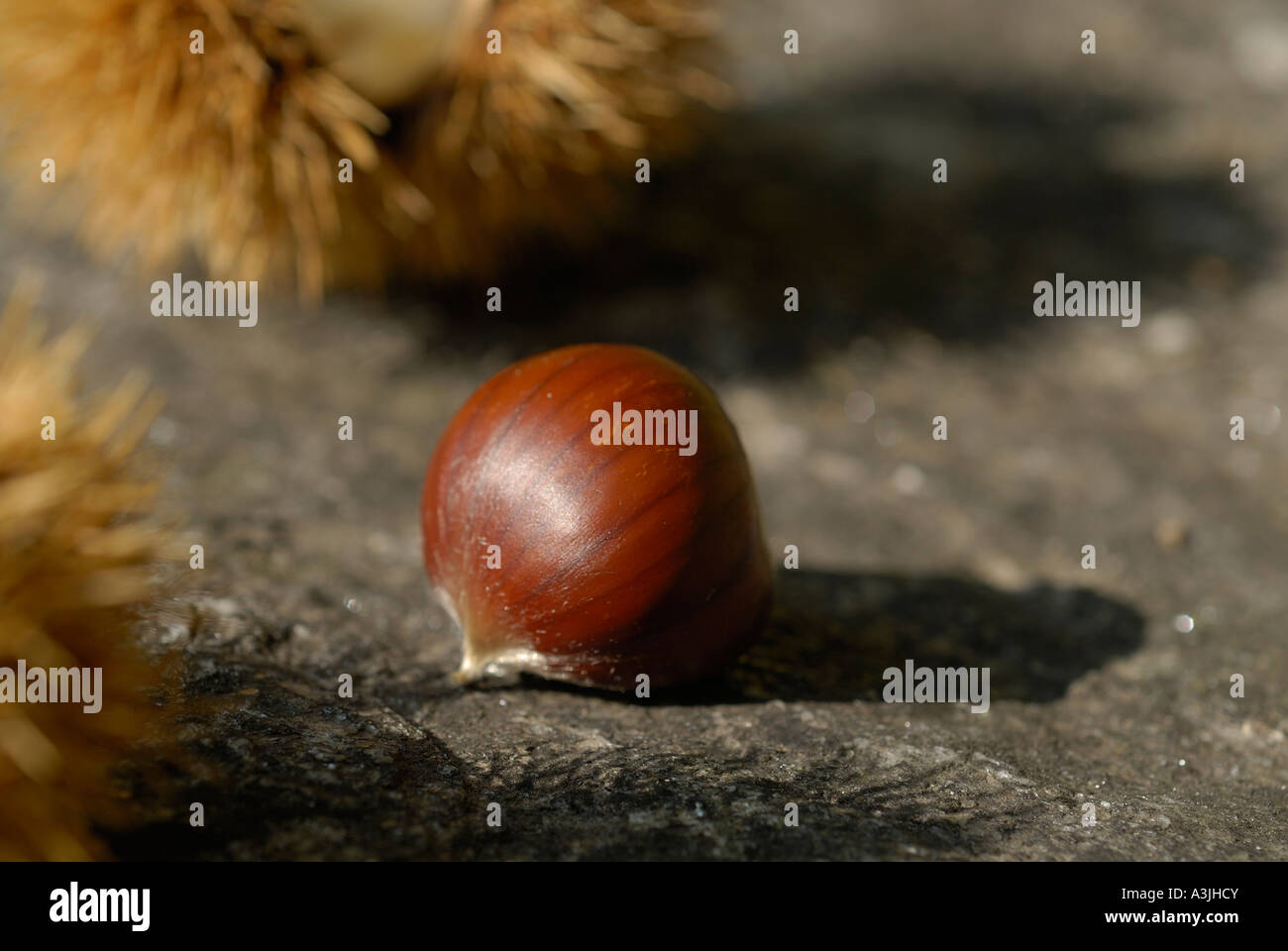 chestnut (Castanea sativa MILL) in Bregaglia, switzerland Stock Photo ...