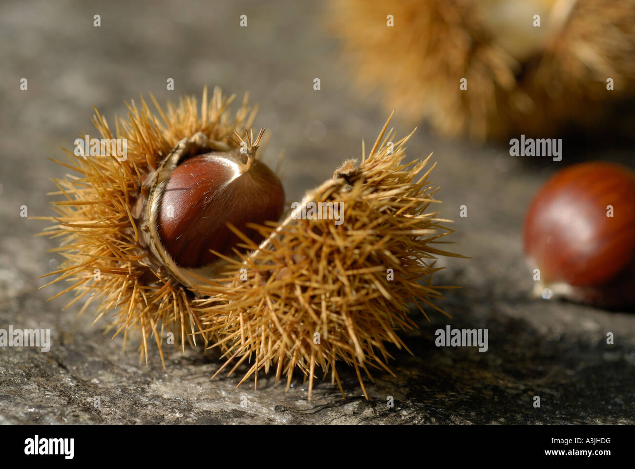 chestnut (Castanea sativa MILL) in Bregaglia, switzerland Stock Photo ...