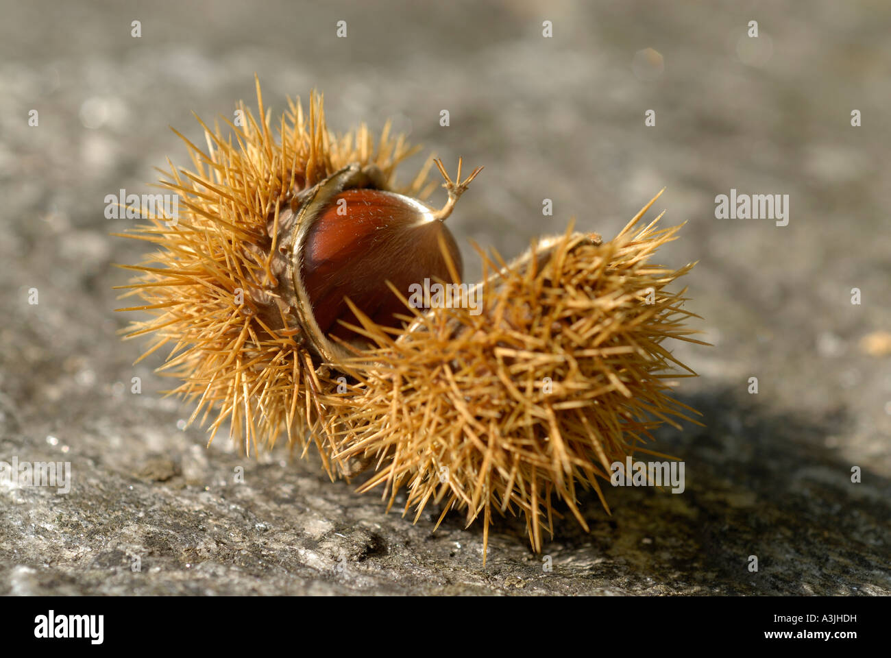 chestnut (Castanea sativa MILL) in Bregaglia, switzerland Stock Photo ...