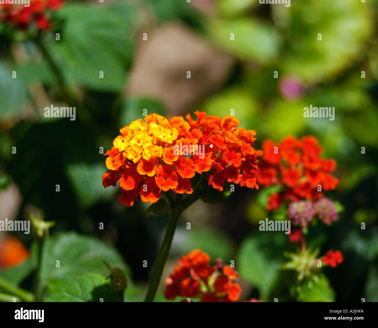 Lantana camara shrub verbena Stock Photo - Alamy