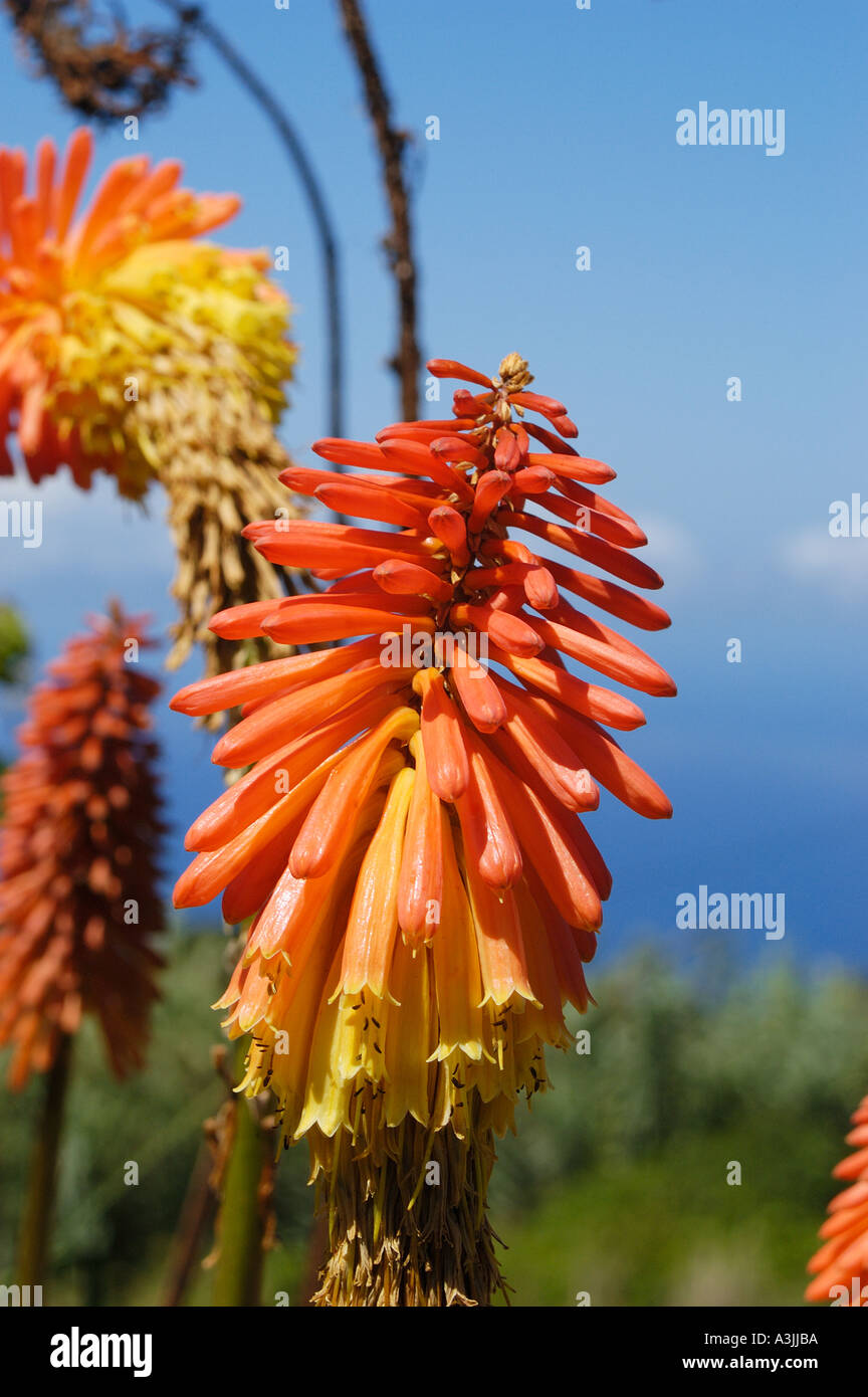 Kniphofia Torch lily Red hot poker Stock Photo - Alamy