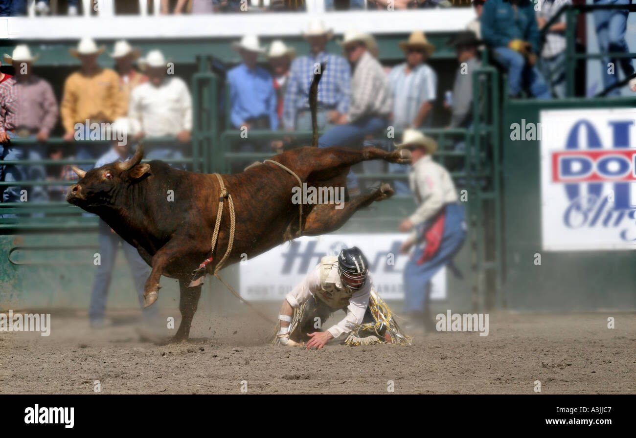Rodeo Alberta Canada Bull Riding Stock Photo - Alamy
