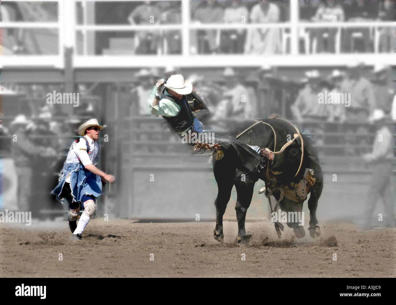 Rodeo Alberta Canada Bull Riding Stock Photo - Alamy