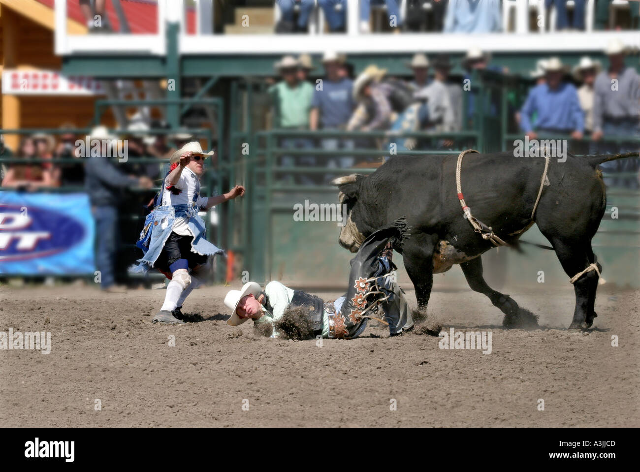 Rodeo Alberta Canada Bull Riding Stock Photo - Alamy
