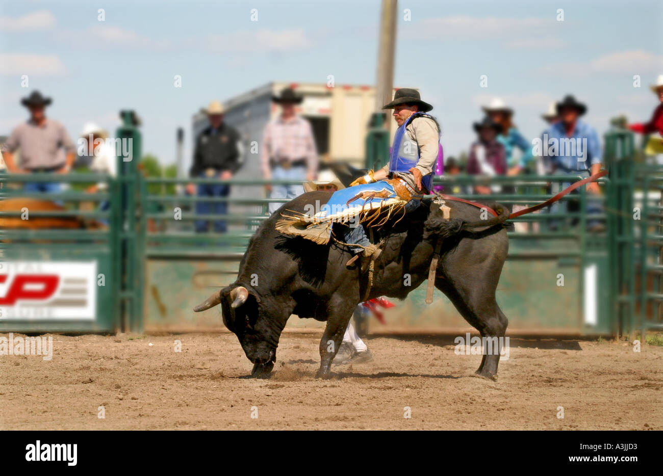 Rodeo Alberta Canada Bull Riding Stock Photo - Alamy