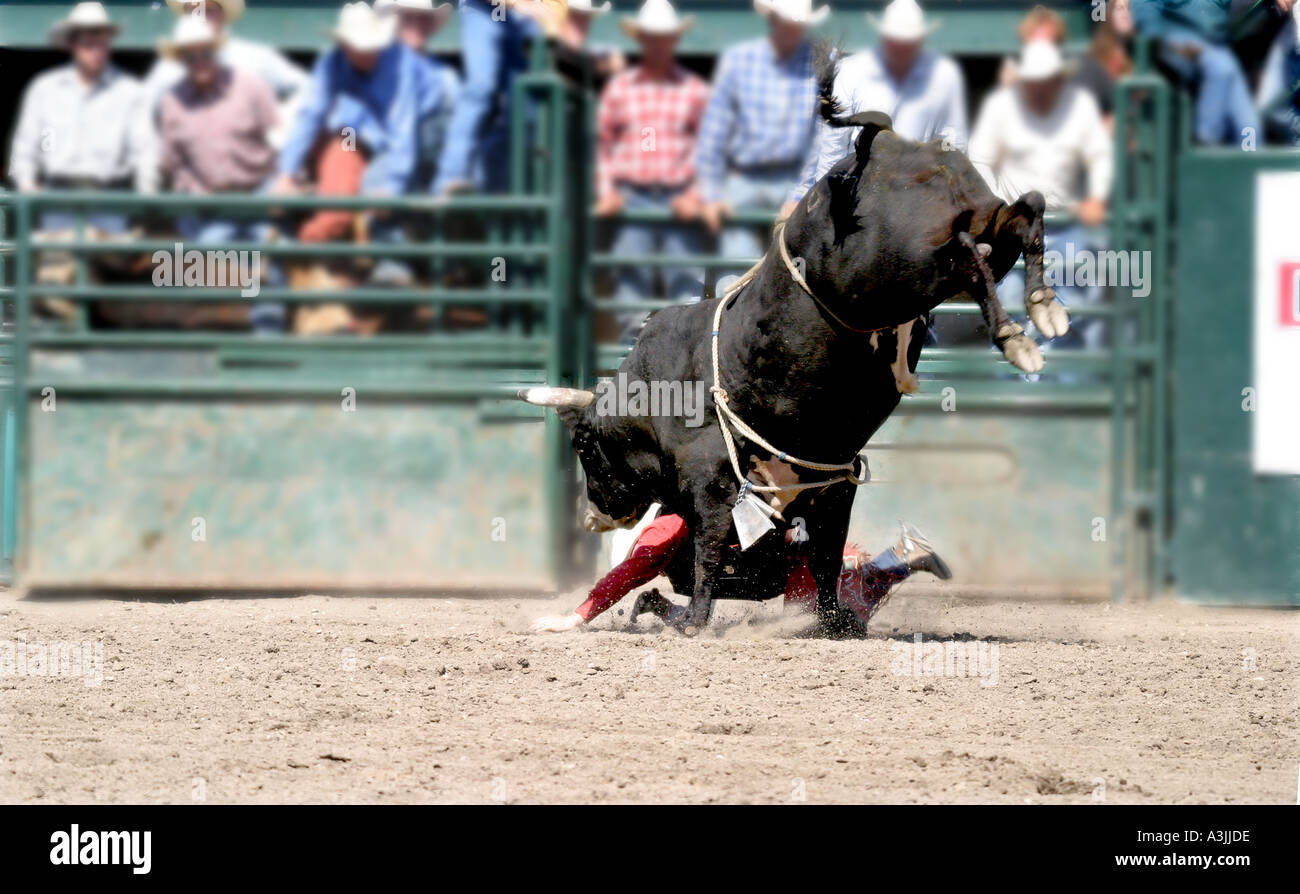 Rodeo Alberta Canada Bull Riding Stock Photo - Alamy