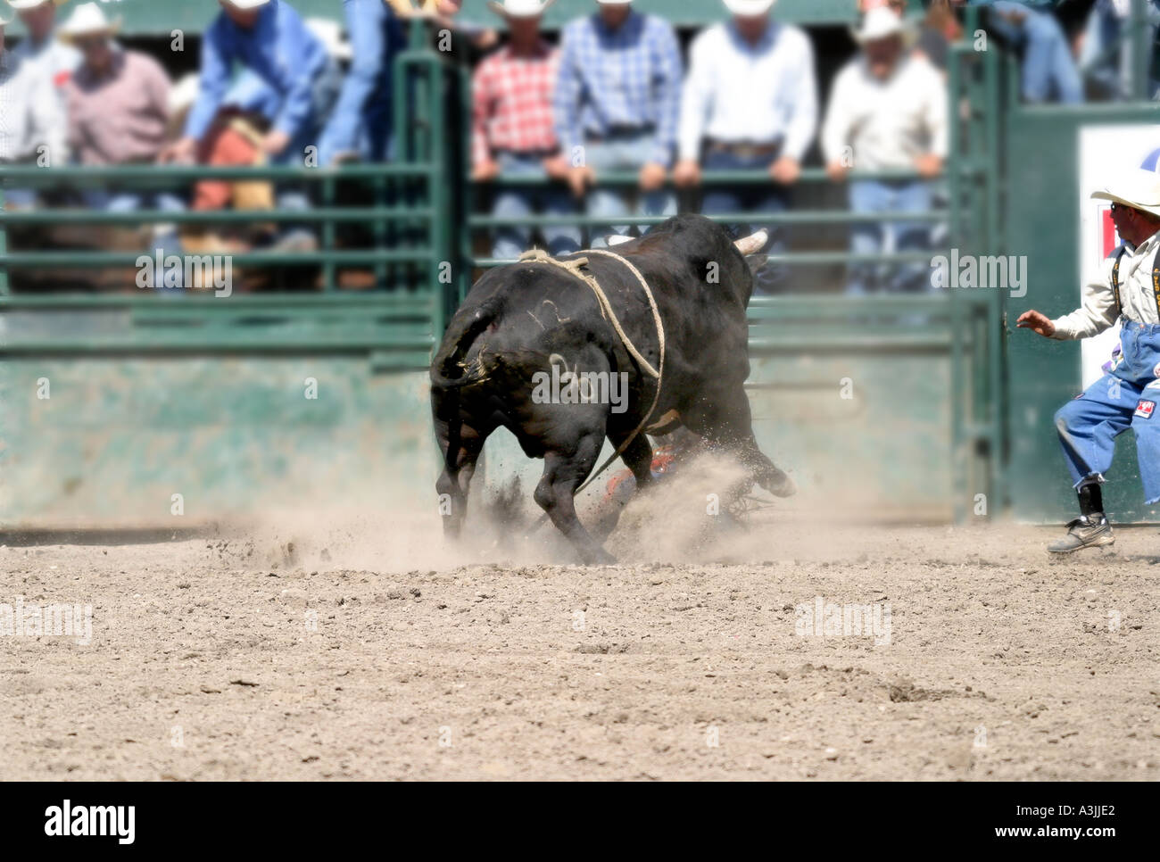 Rodeo Alberta Canada Bull Riding Stock Photo - Alamy