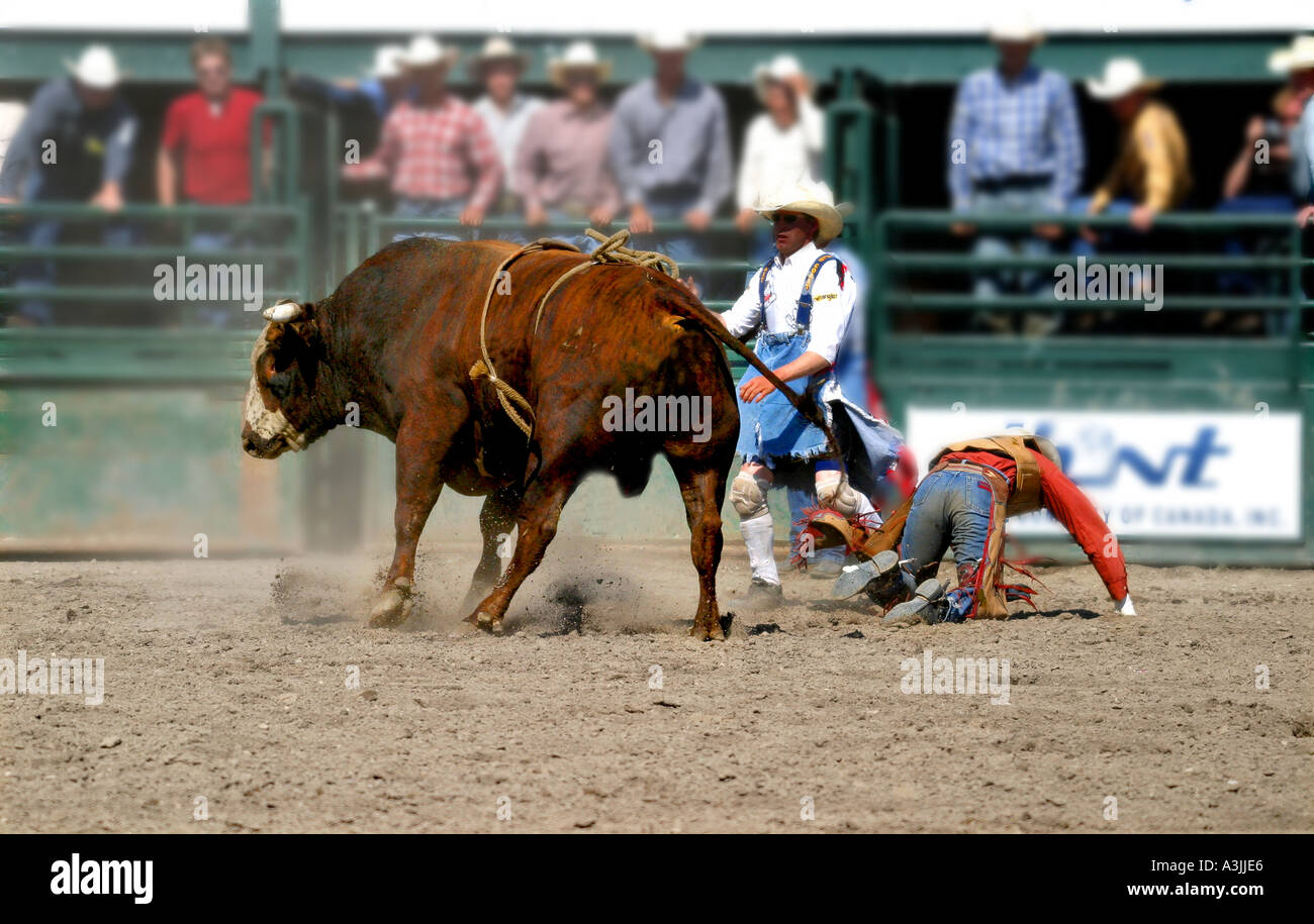 Rodeo Alberta Canada Bull Riding Stock Photo - Alamy
