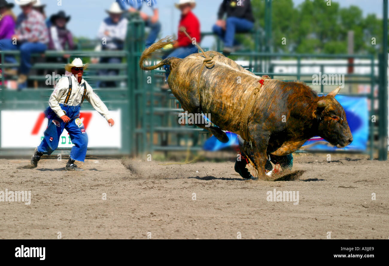 Rodeo Alberta Canada Bull Riding Stock Photo - Alamy