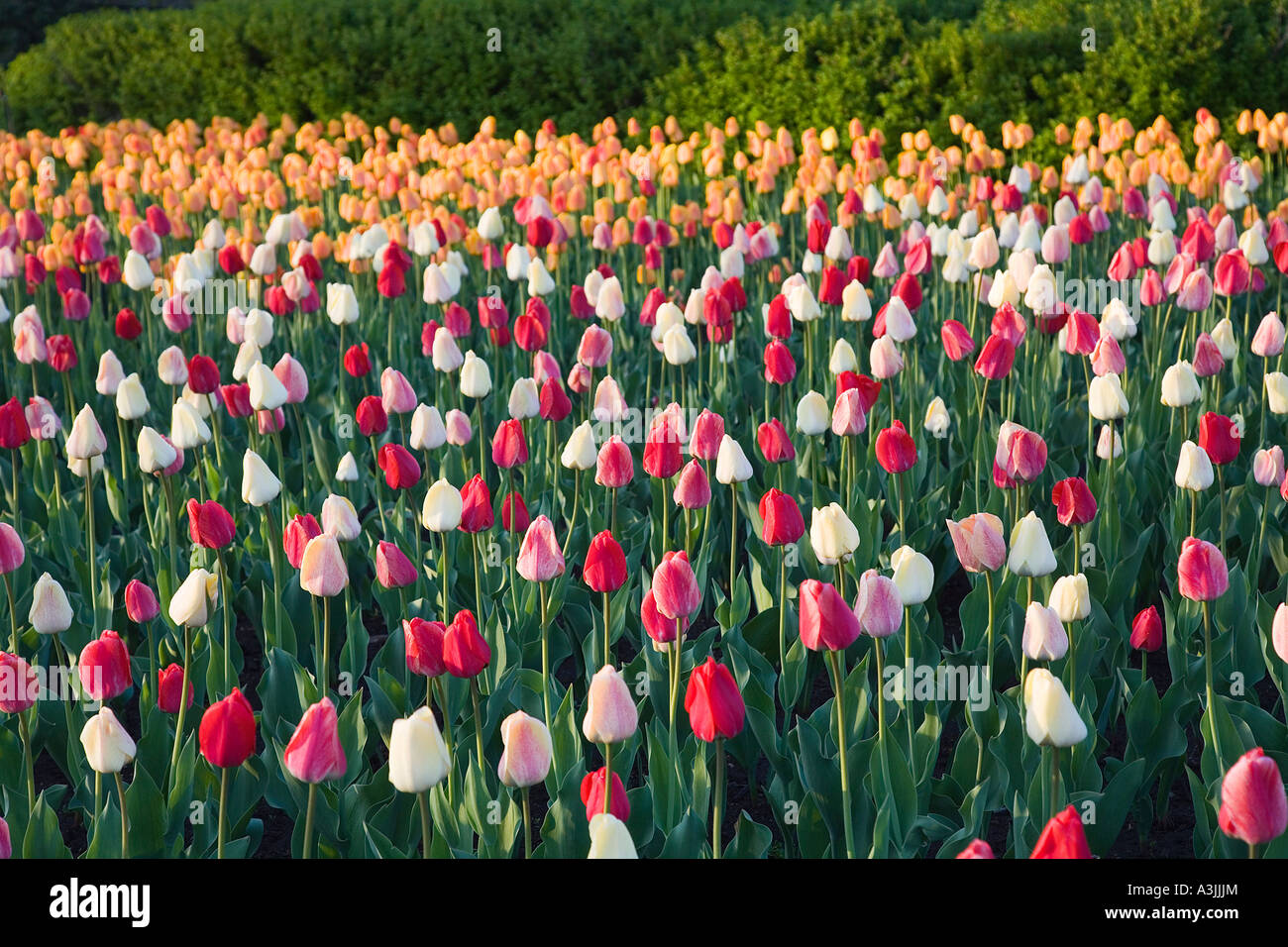 Tulips, Commissioner's Park, Ottawa, Ontario, Canada Stock Photo - Alamy