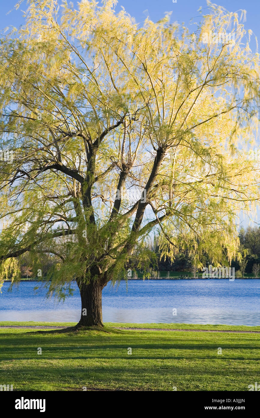 Tree by Lake, Dow's Lake, Ottawa, Ontario, Canada Stock Photo - Alamy