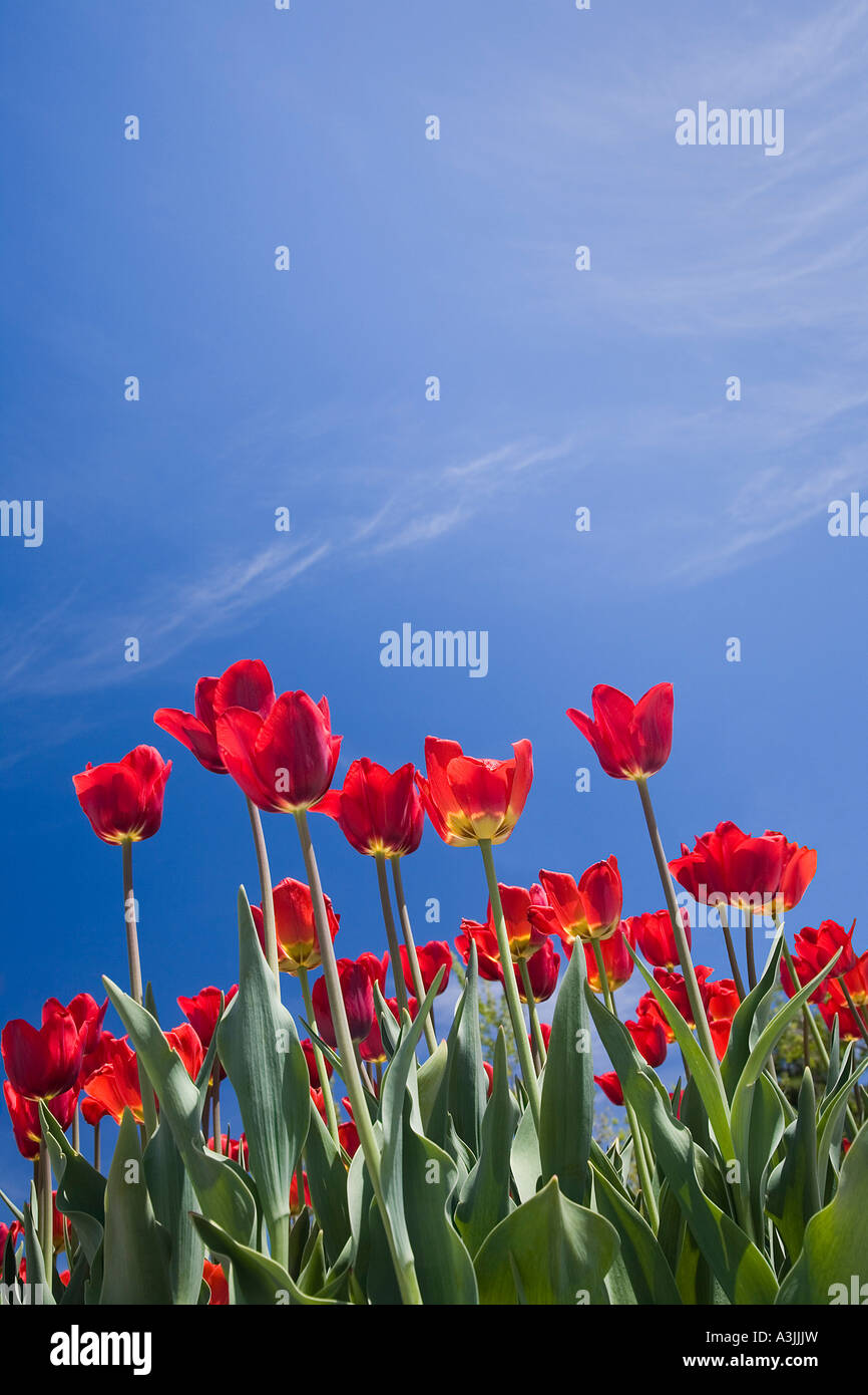 Tulips, Commissioner's Park, Ottawa, Ontario, Canada Stock Photo - Alamy