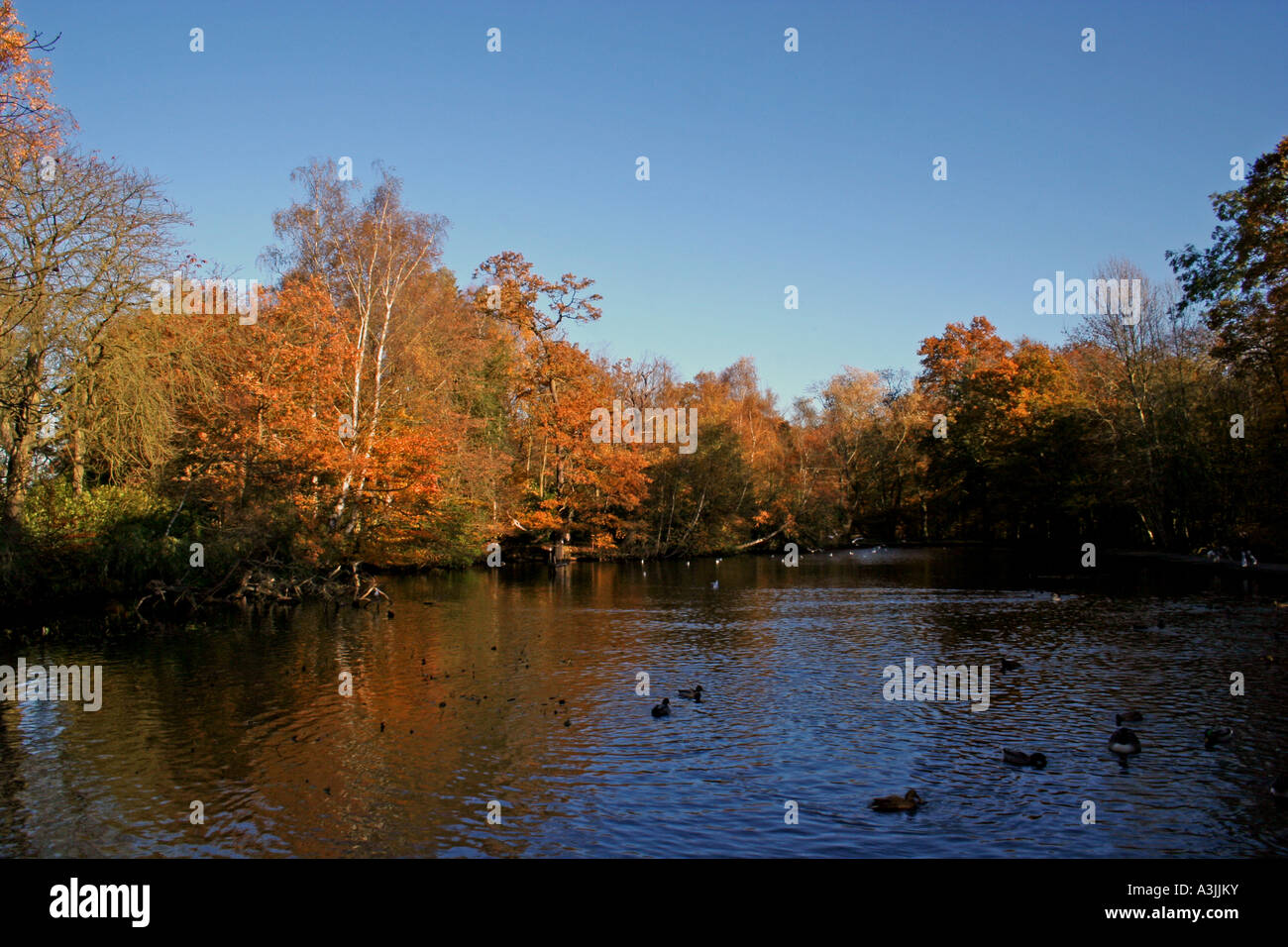 Whitewebbs Lake Enfield Middlesex Stock Photo - Alamy
