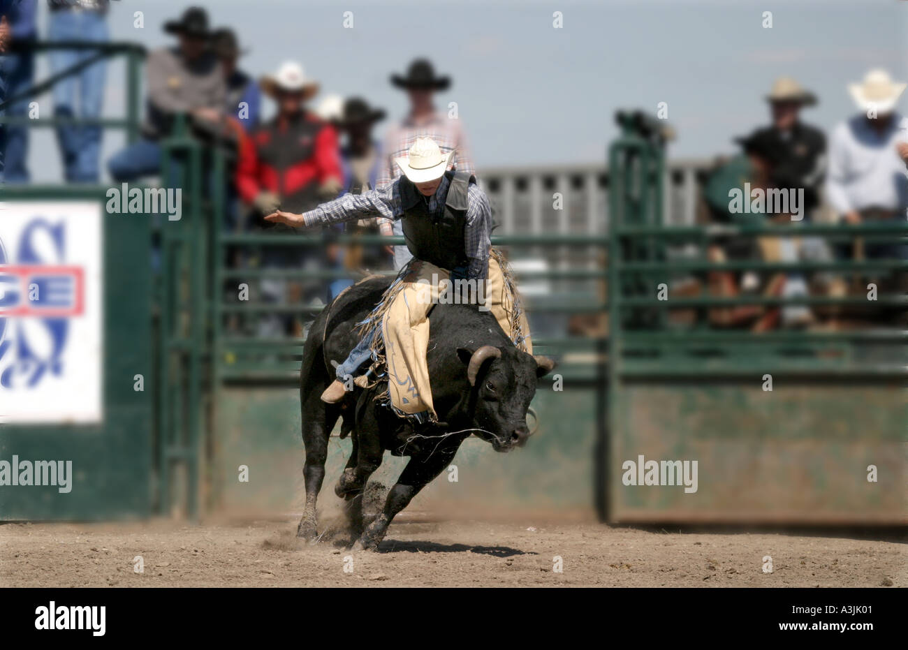 Rodeo Alberta Canada Bull Riding Stock Photo - Alamy