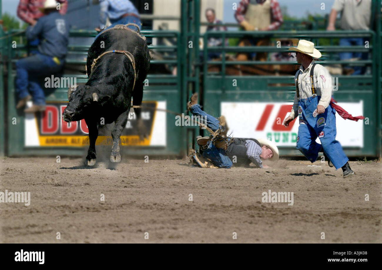 Rodeo Alberta Canada Bull Riding Stock Photo - Alamy