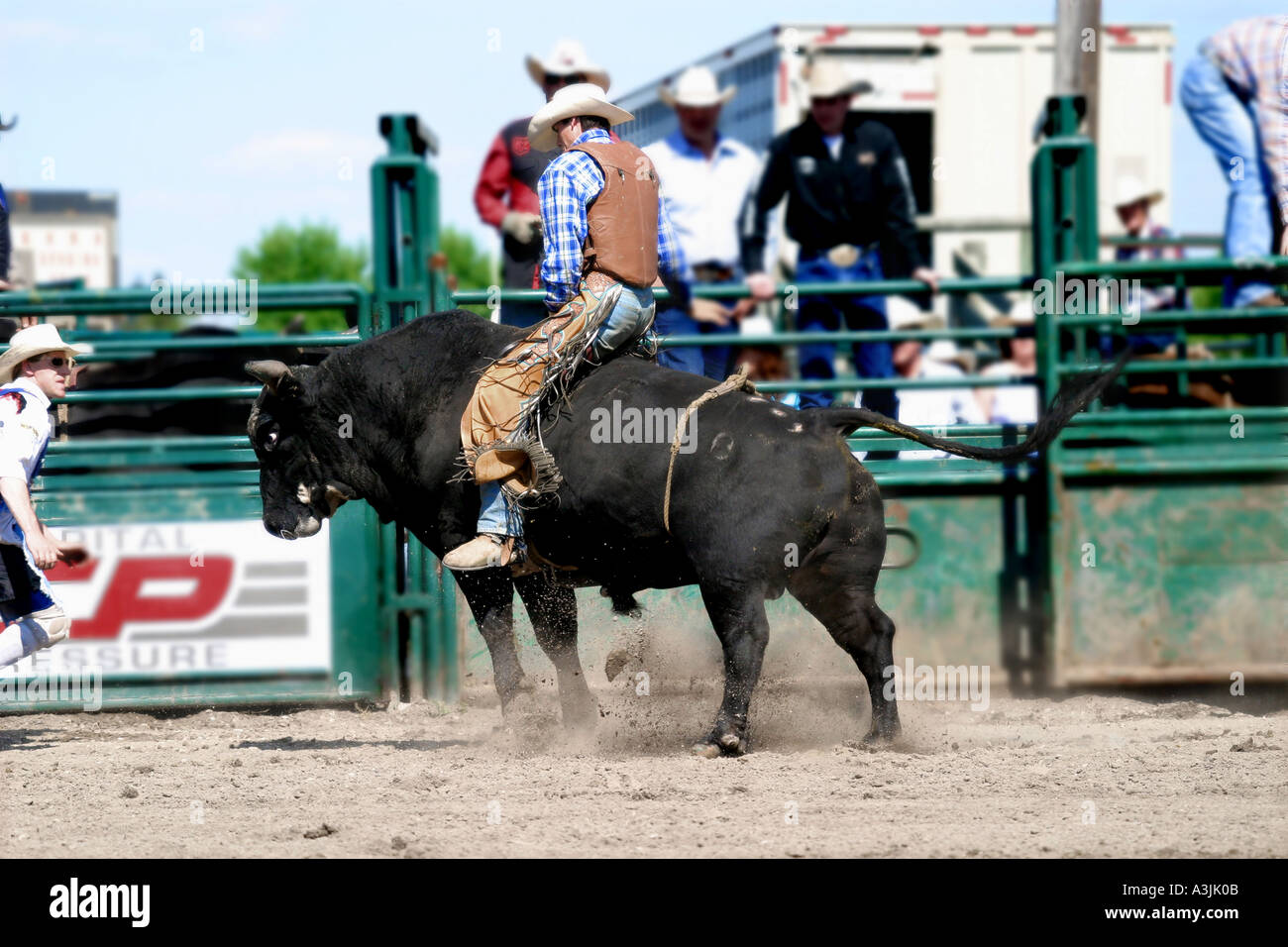 Rodeo Alberta Canada Bull Riding Stock Photo - Alamy
