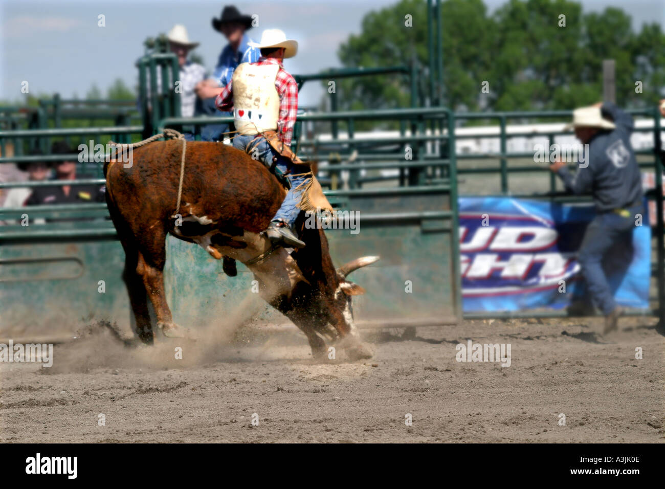 Rodeo Alberta Canada Bull Riding Stock Photo - Alamy