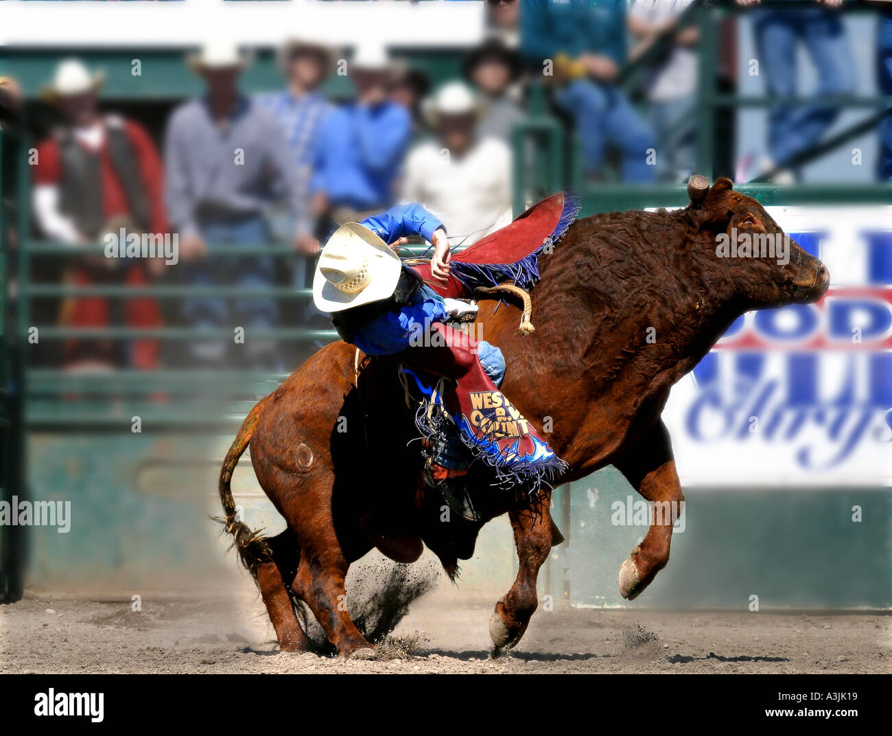 Rodeo Alberta Canada Bull Riding Stock Photo - Alamy