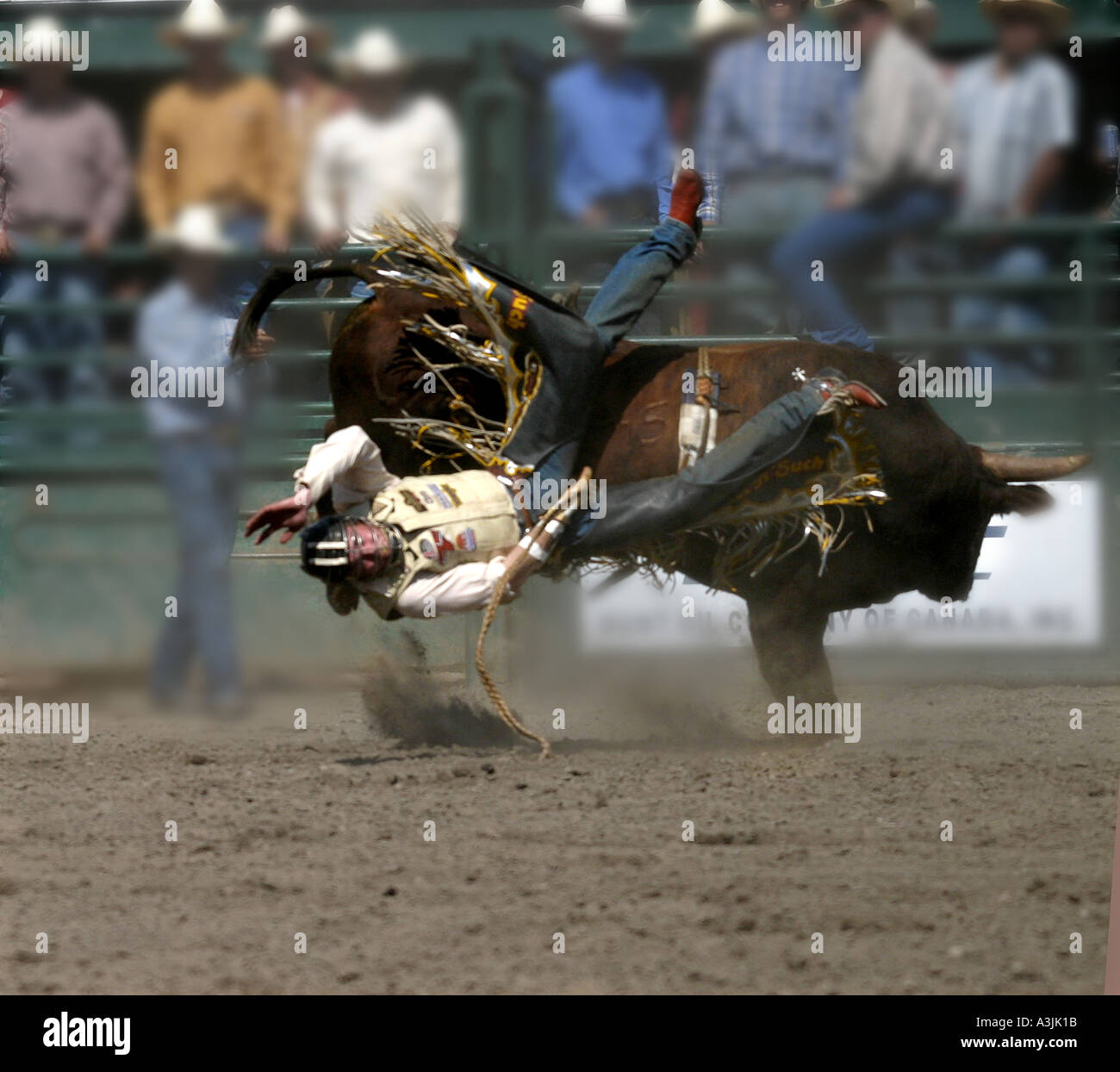 Rodeo Alberta Canada Bull Riding Stock Photo - Alamy