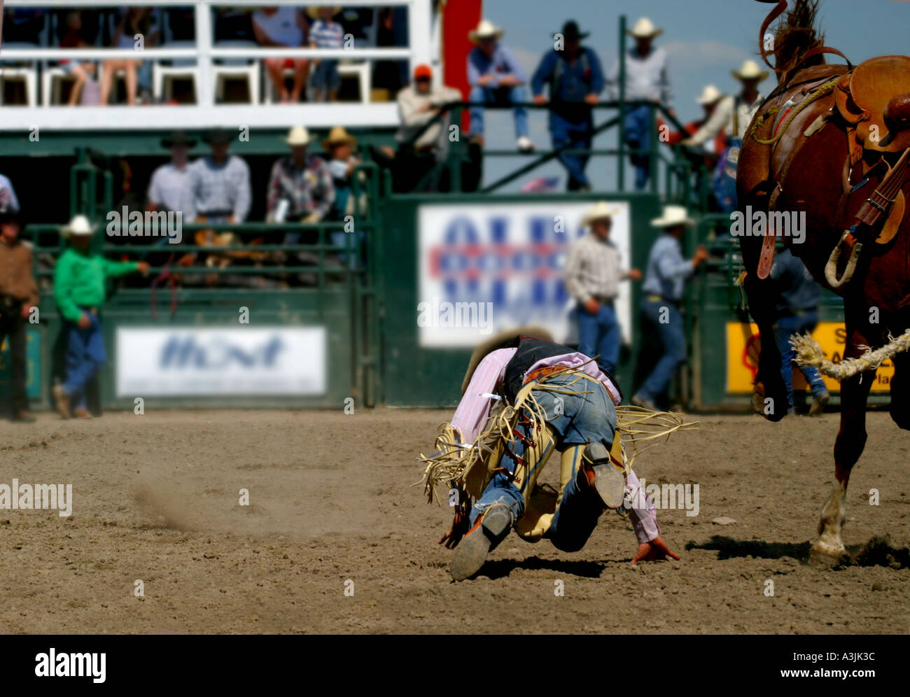 Rodeo Alberta Canada Steer Wrestling Stock Photo - Alamy