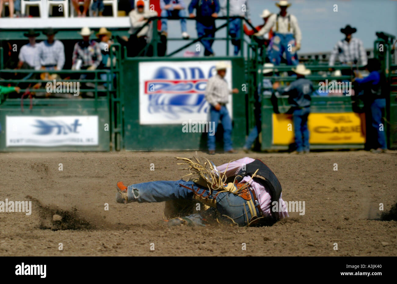 Rodeo Alberta Canada Bull Riding Stock Photo - Alamy
