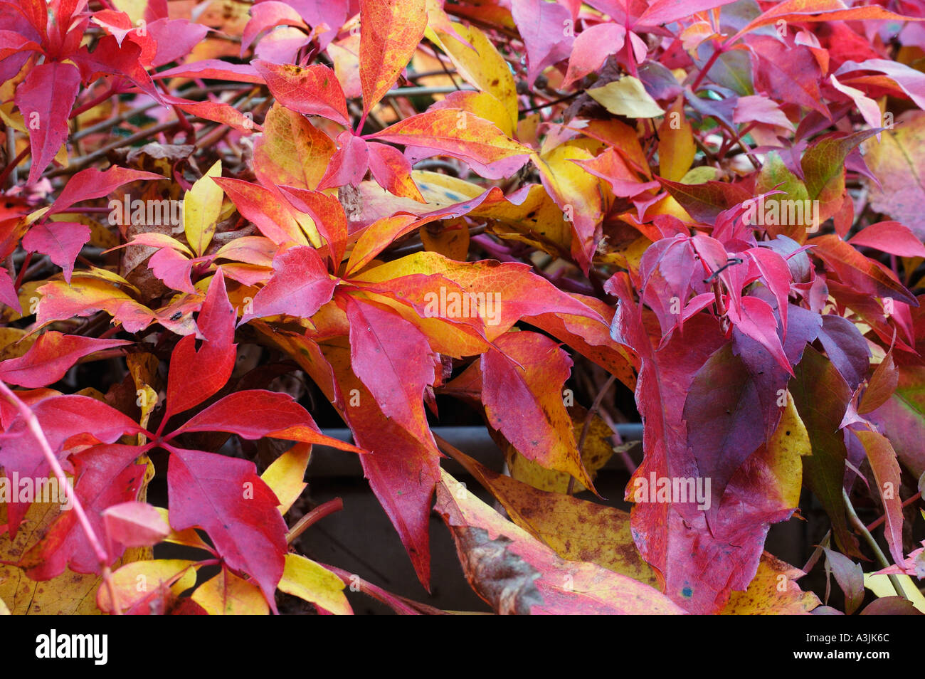 Colorful wild vine Stock Photo - Alamy