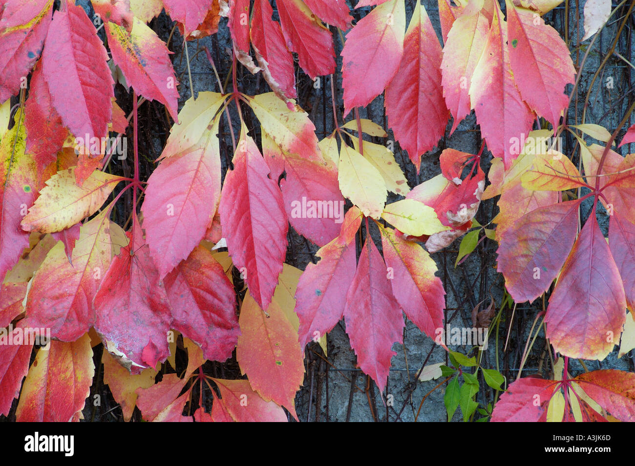 Colorful wild vine Stock Photo - Alamy