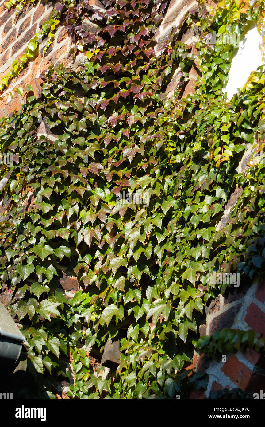 Colorful wild vine Stock Photo - Alamy