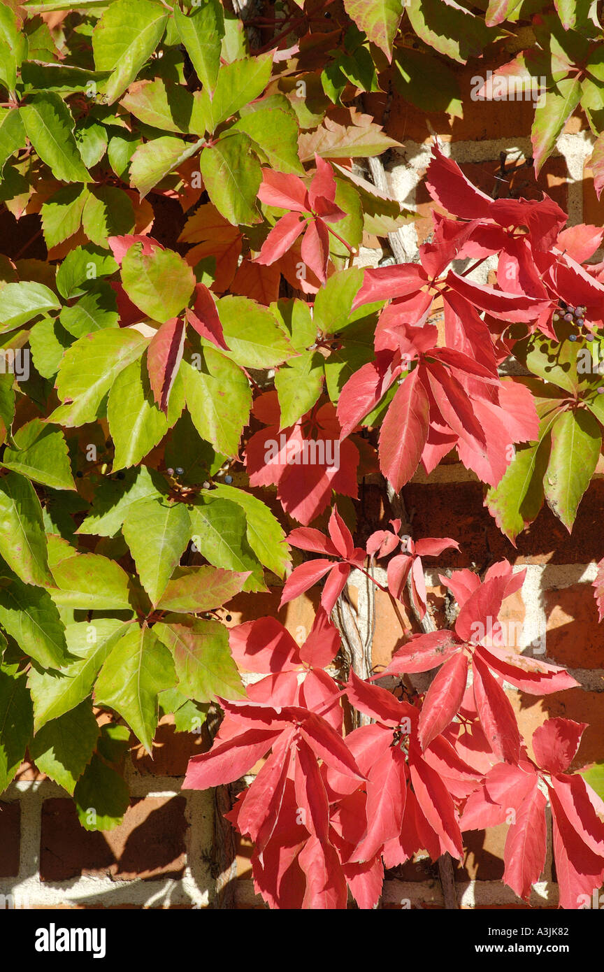 Colorful wild vine Stock Photo - Alamy