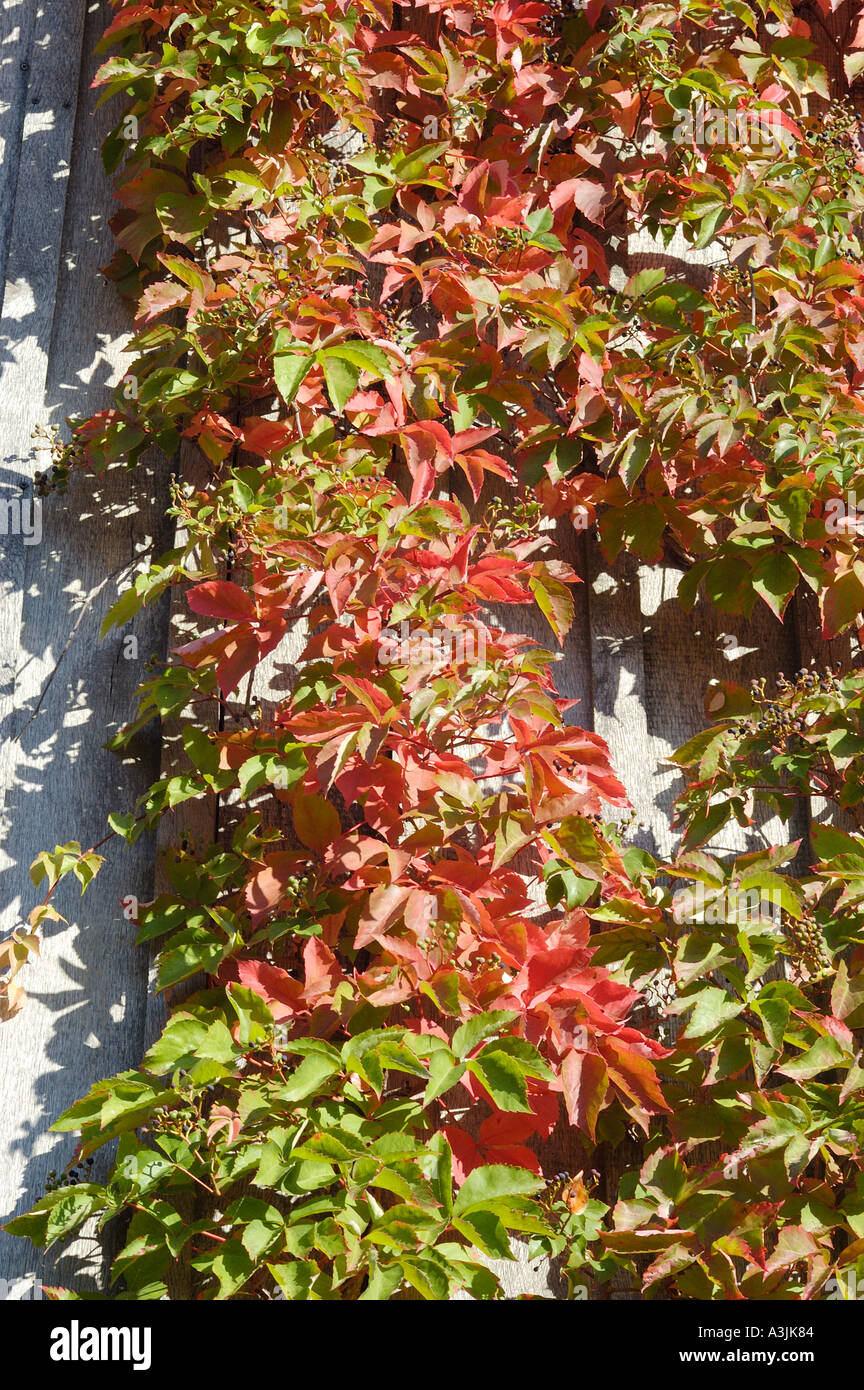 Colorful wild vine Stock Photo - Alamy